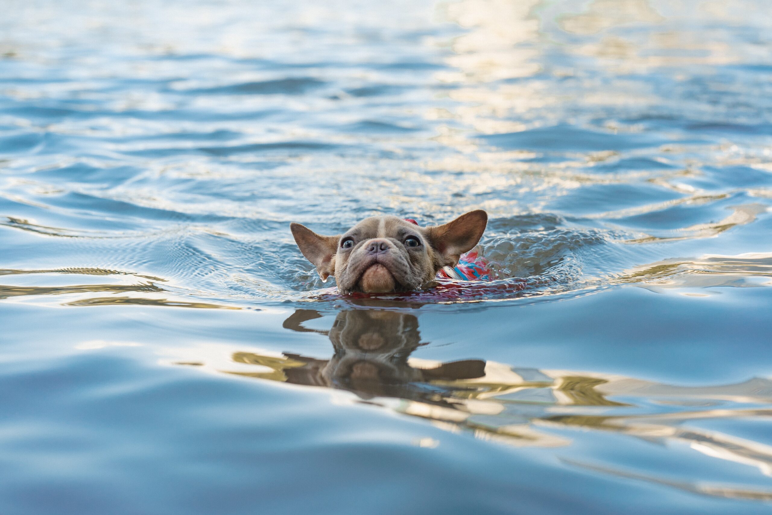 Five Guidelines for Safe Swimming with Your Pet - The Welcome Waggin'